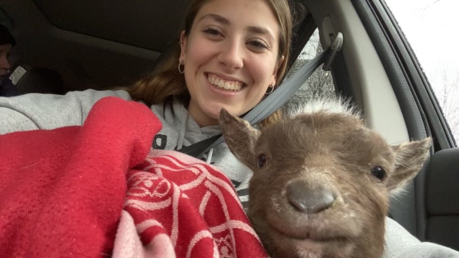 Our Animals – Chester's Barn