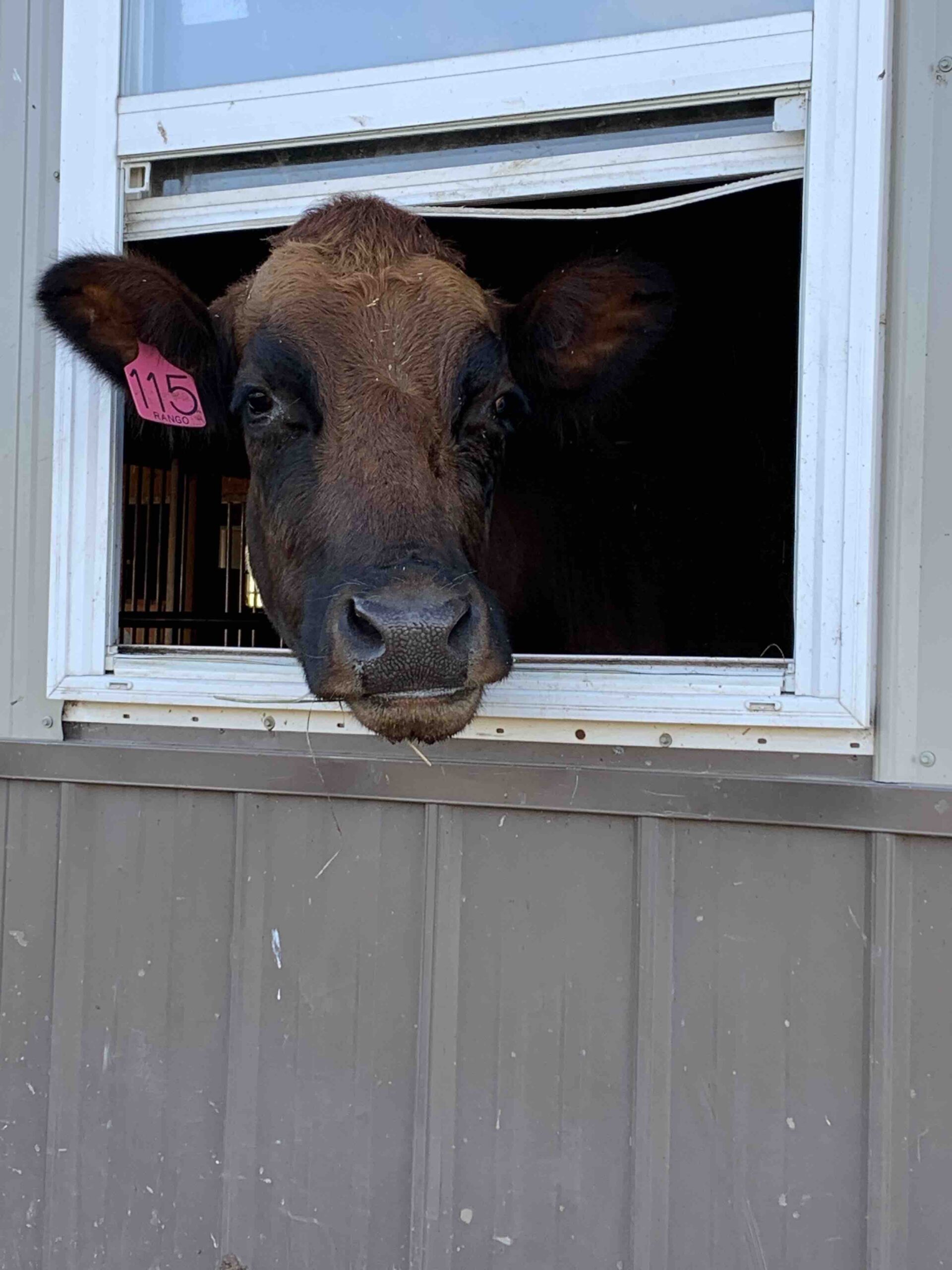 Our Animals – Chester's Barn